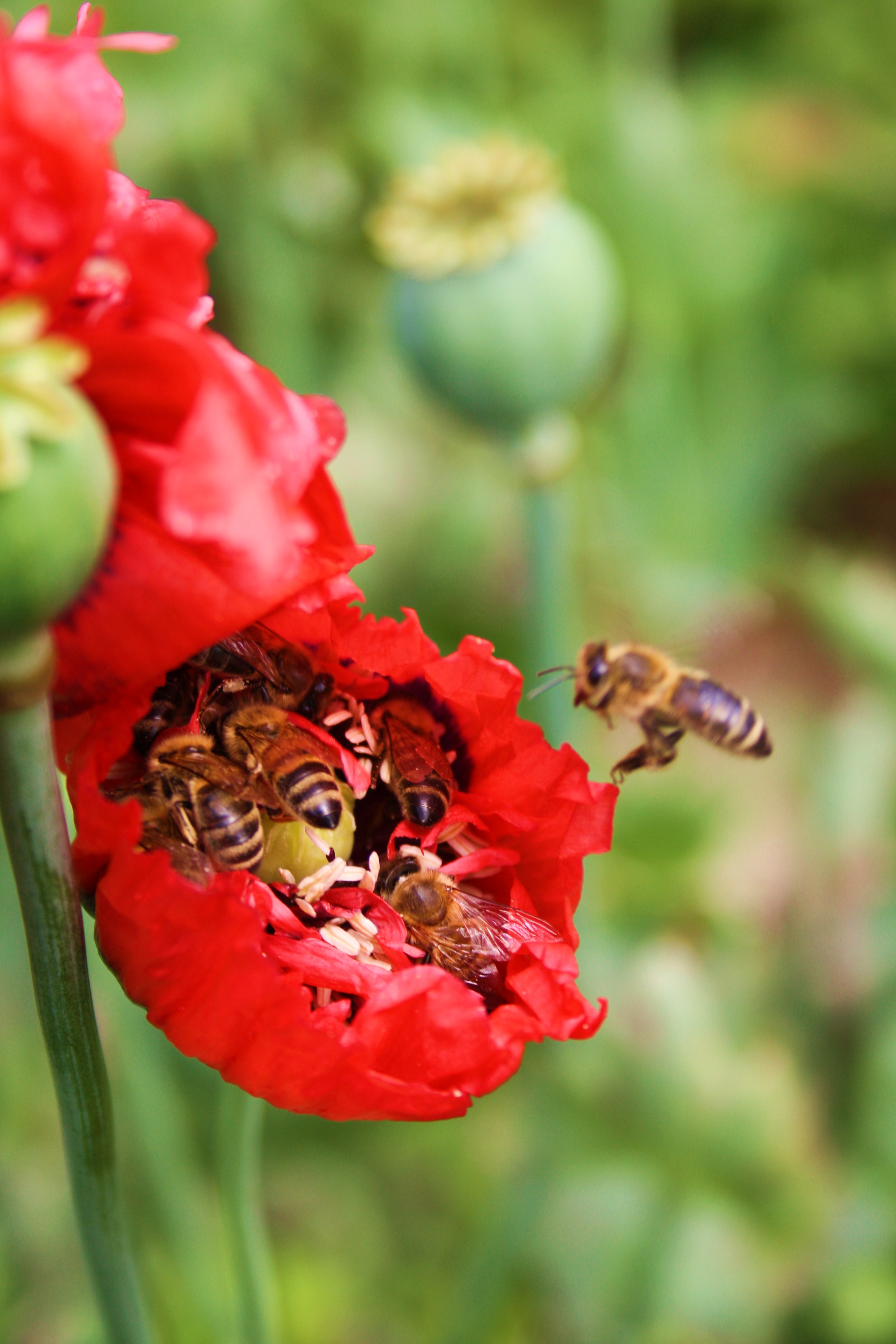 Bieneninstitute, Imkerbund,